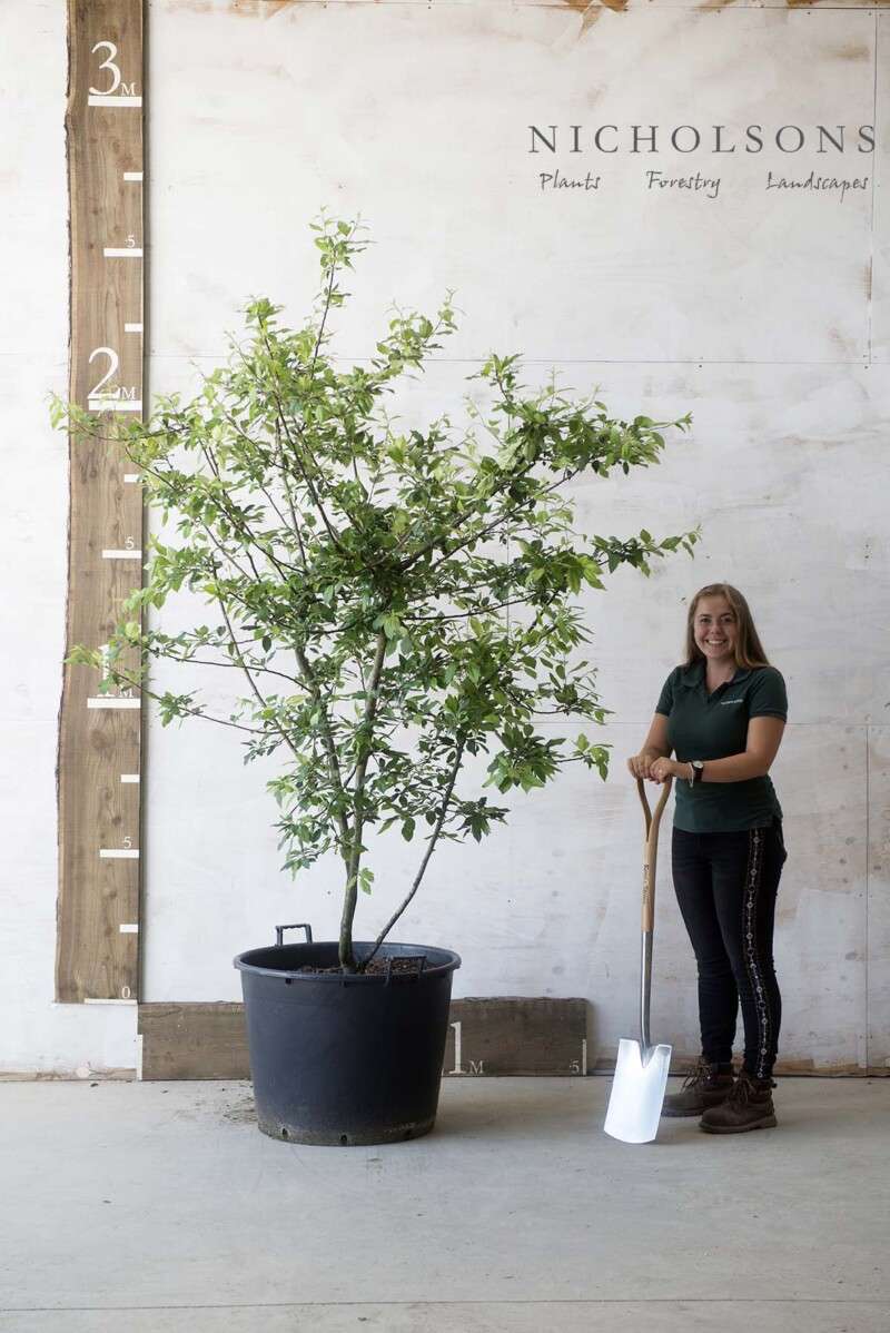 Multistem Trees Image Gallery - Nicholsons Plants, Oxfordshire