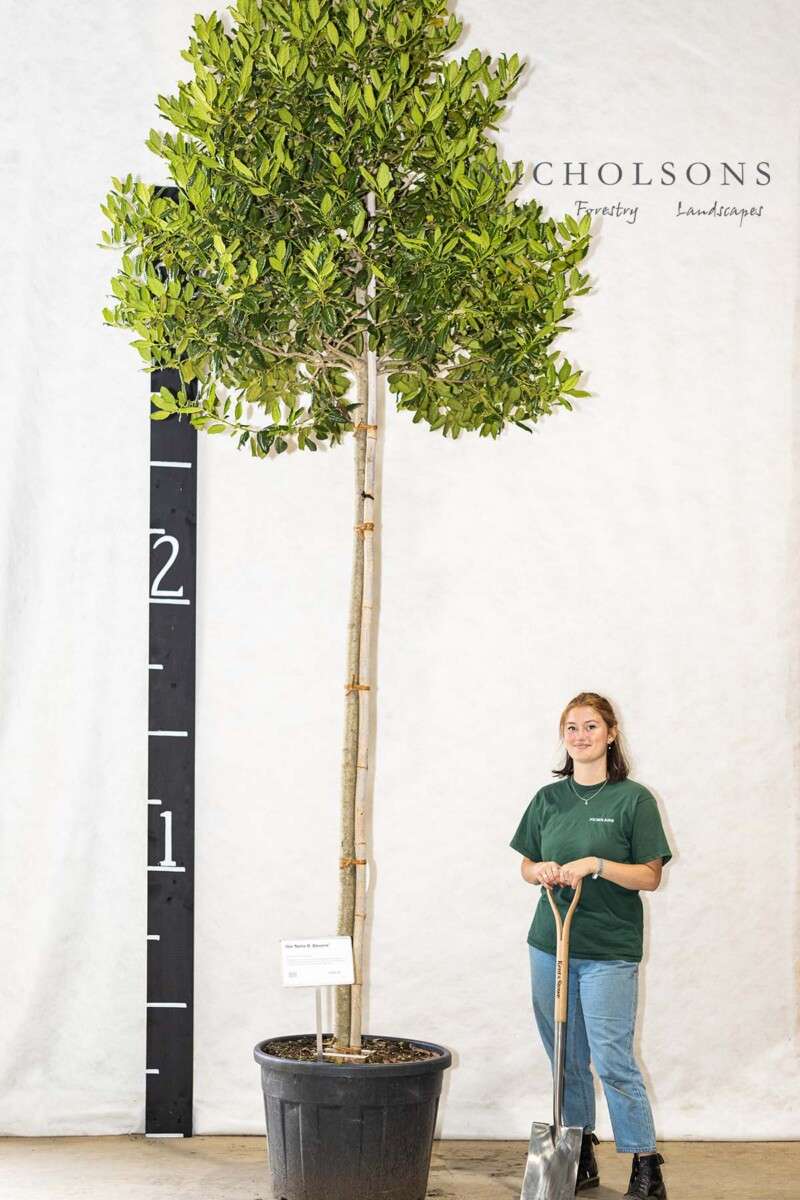 Specimen Tree Image Gallery - Nicholsons Plants, Oxfordshire