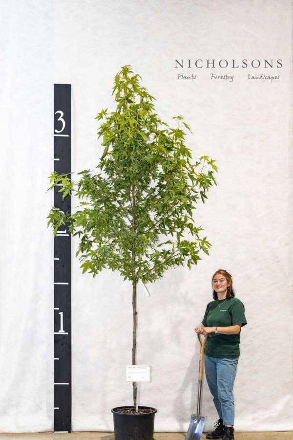 Specimen Tree Image Gallery - Nicholsons Plants, Oxfordshire