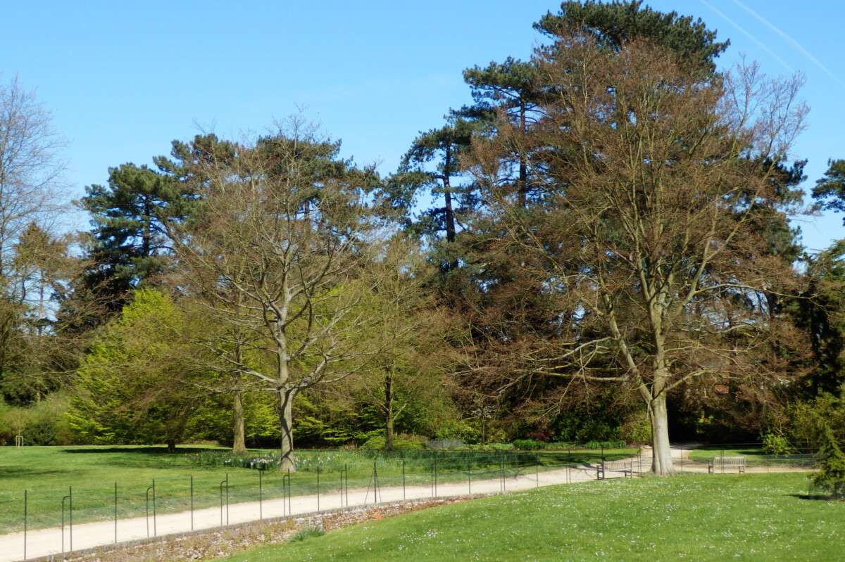 Tree Risk Management - Nicholsons Lockhart Garratt